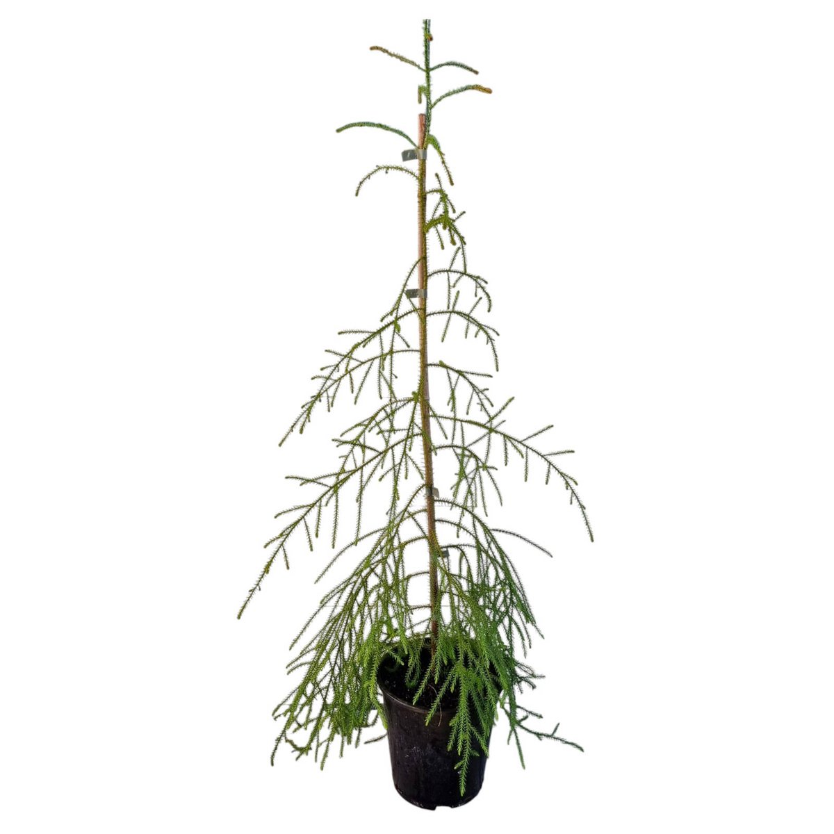 3.3L Rimu Tree - Dacrydium cupressinum - Bunnings New Zealand