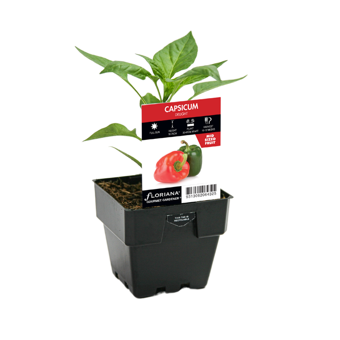 100mm Capsicum Delight - Capsicum annuum - Bunnings Australia