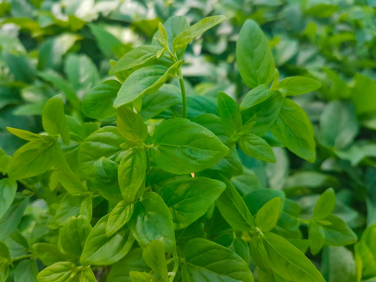 How To Grow River Mint - Bunnings Australia