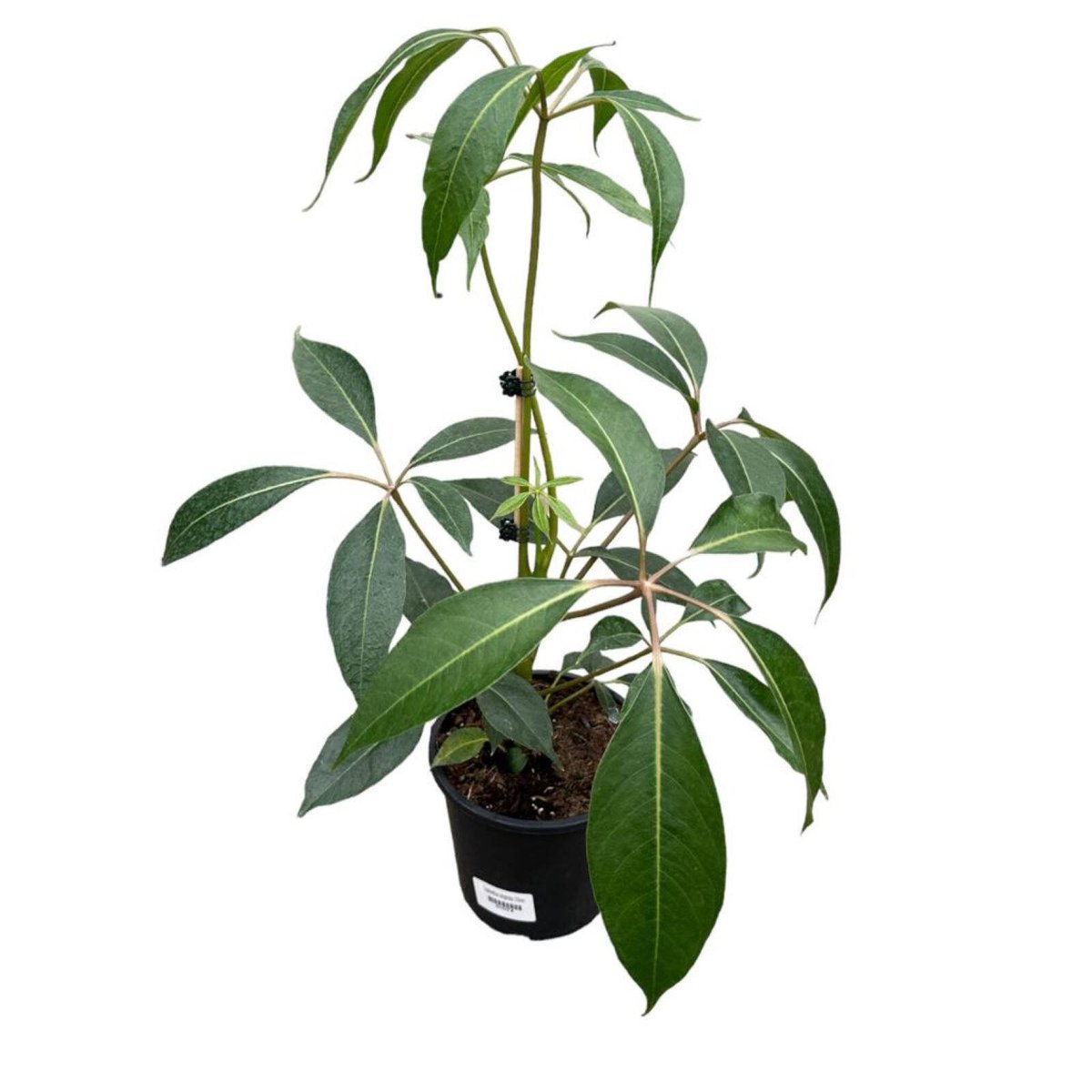 170mm Mallet Flower - Tupidanthus Calyptratus - Bunnings Australia