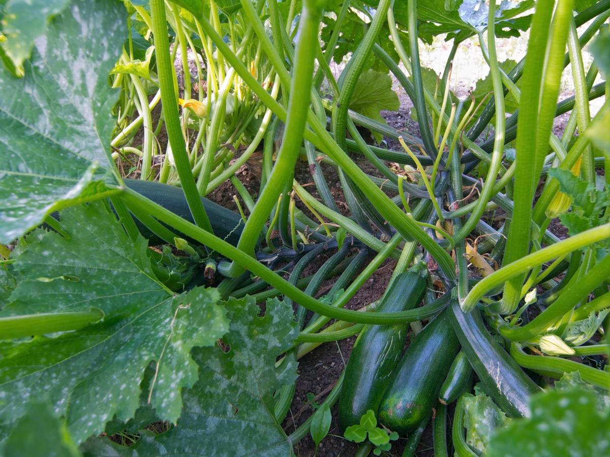 Growing And Harvesting Zucchini - Bunnings Australia