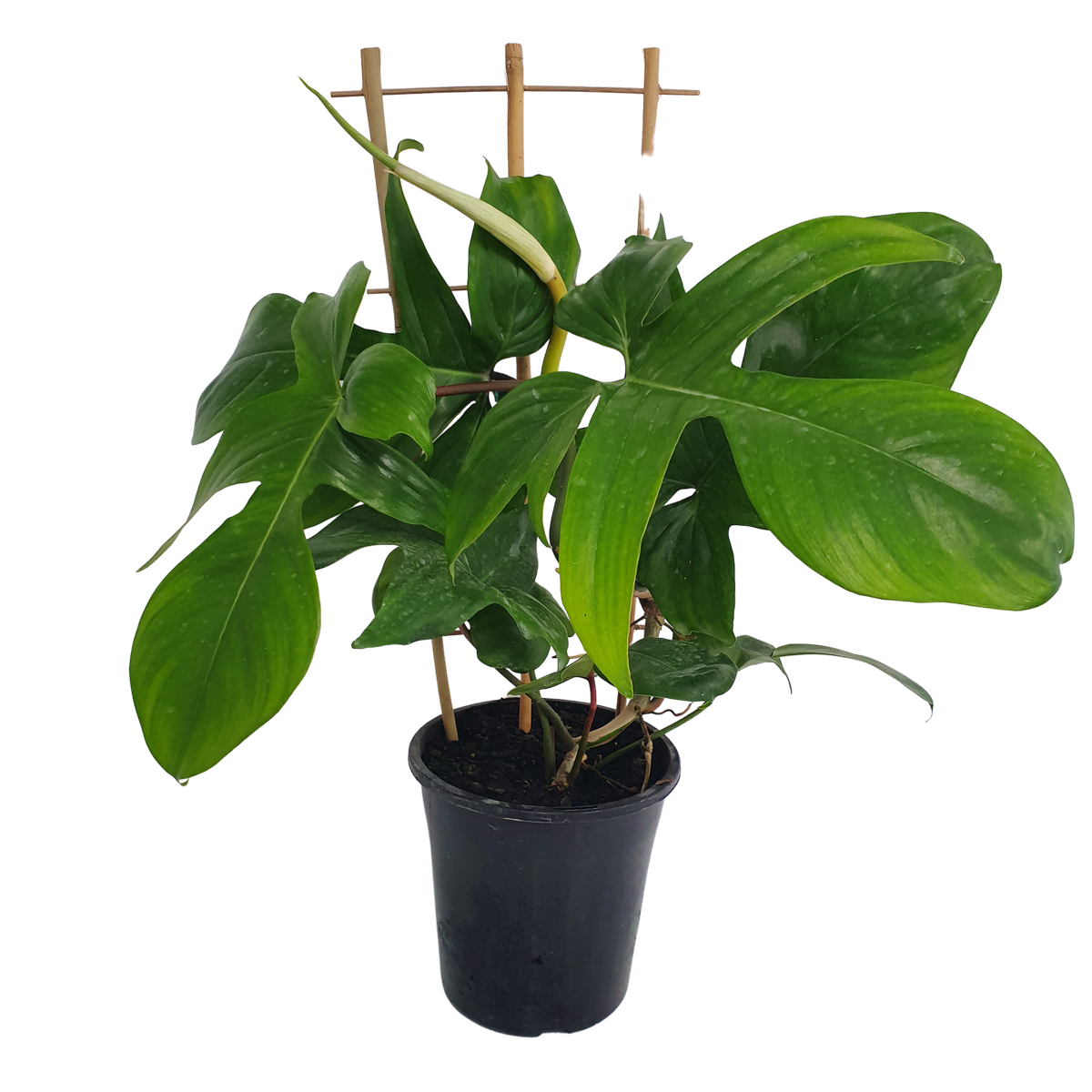 180mm Florida Rudolph - Philodendron pedatum - Bunnings Australia