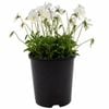 140mm Viola Violet - Viola Bonnie Lass Sarah - Bunnings Australia