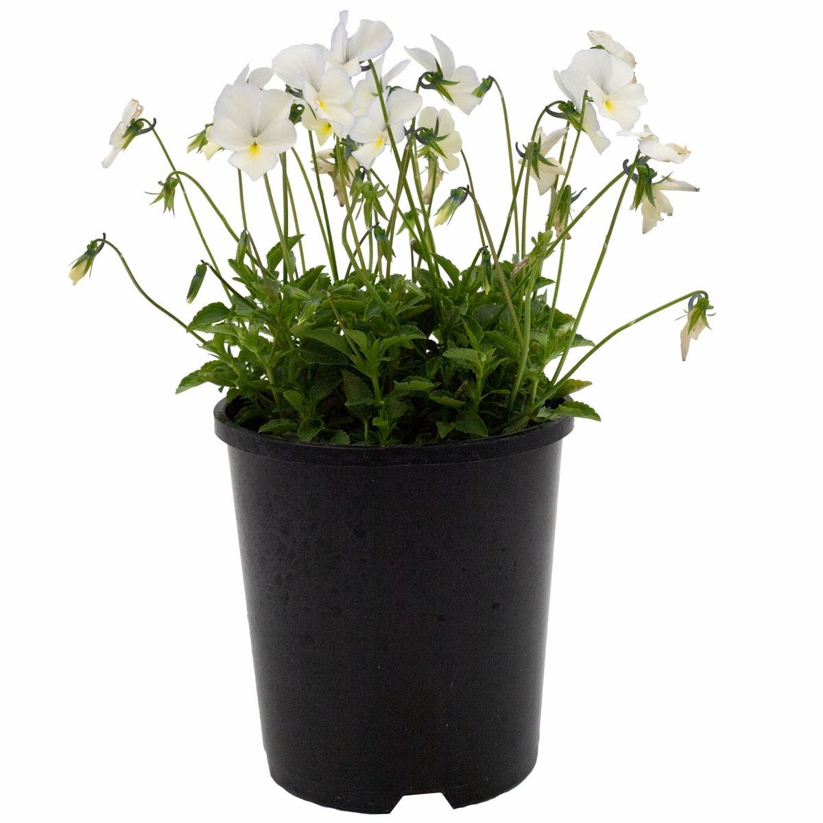 140mm Viola Violet - Viola Bonnie Lass Sarah - Bunnings Australia