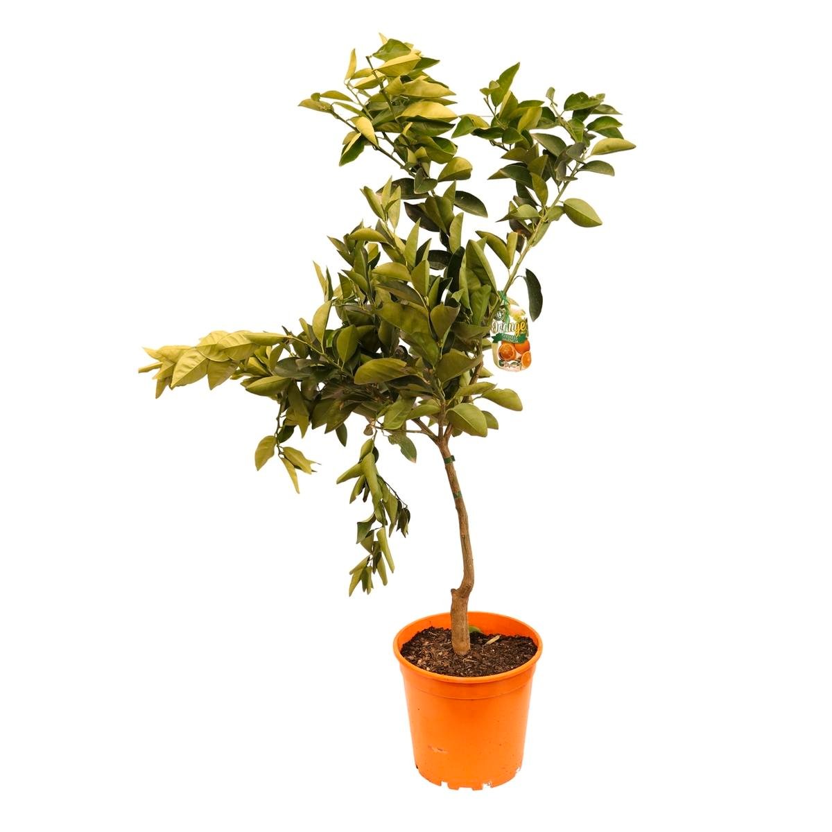 250mm Orange Seedless Valencia - Bunnings Australia