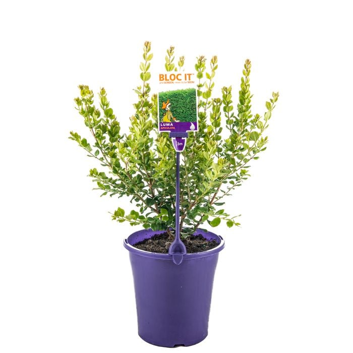 200mm Pittosporum Tasman Ruffles - Pittosporum tenuifolium - Bunnings ...