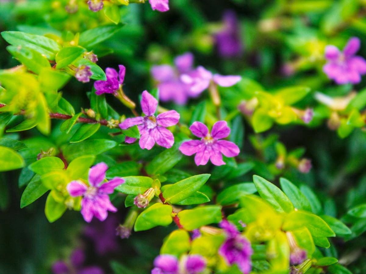 How To Grow Cuphea - Bunnings New Zealand
