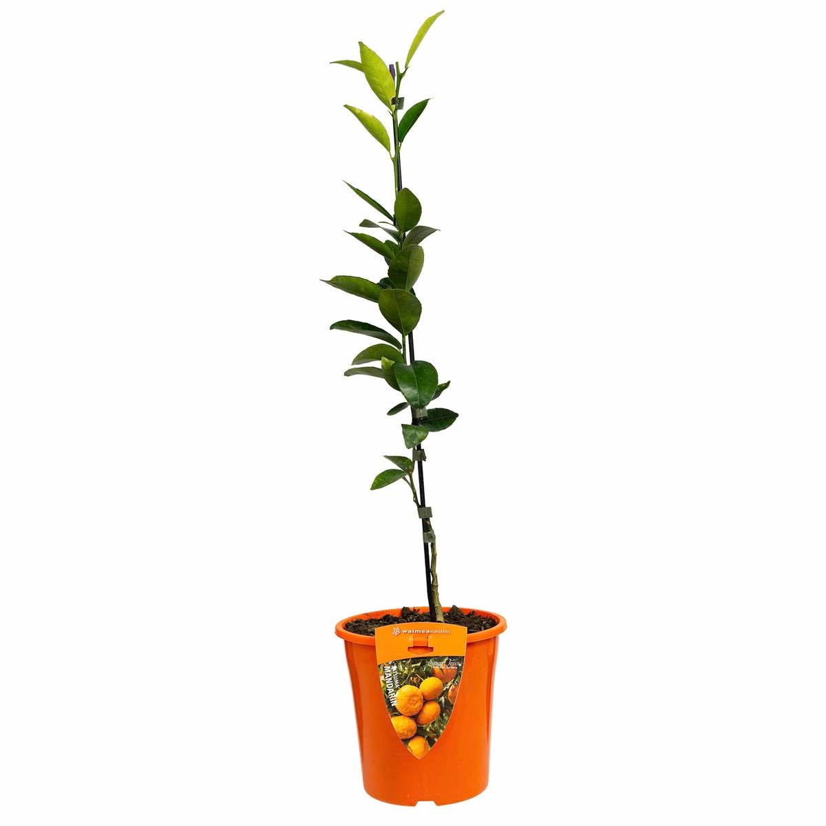 Plant Citrus Mandarin Satsuma 3.5l - Bunnings New Zealand