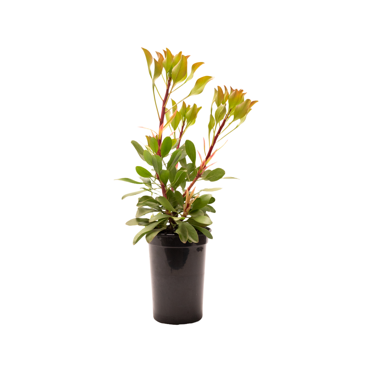 140mm Protea Little Prince - Protea cynaroides - Bunnings Australia