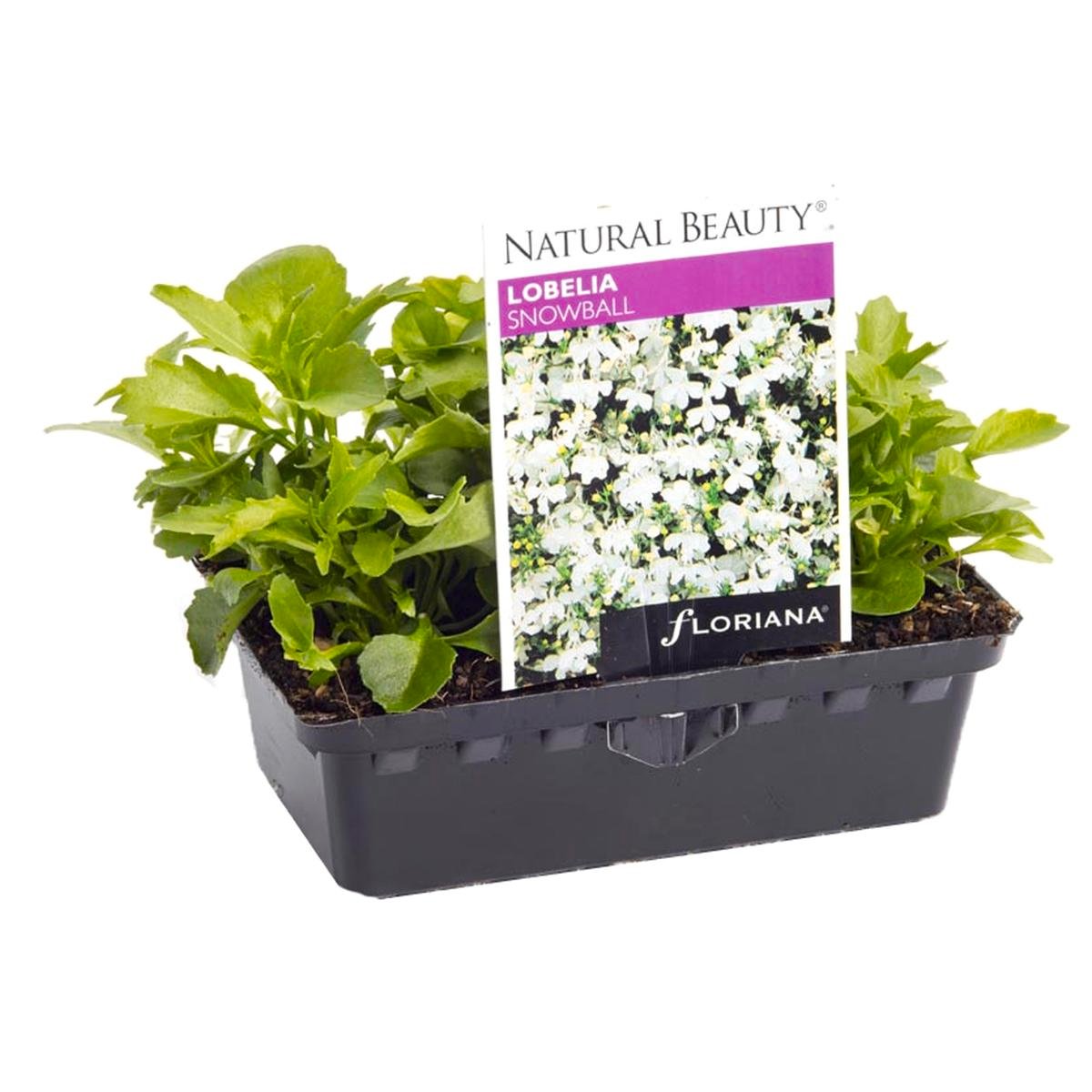 Lobelia Snowball - Lobelia erinus - Bunnings Australia