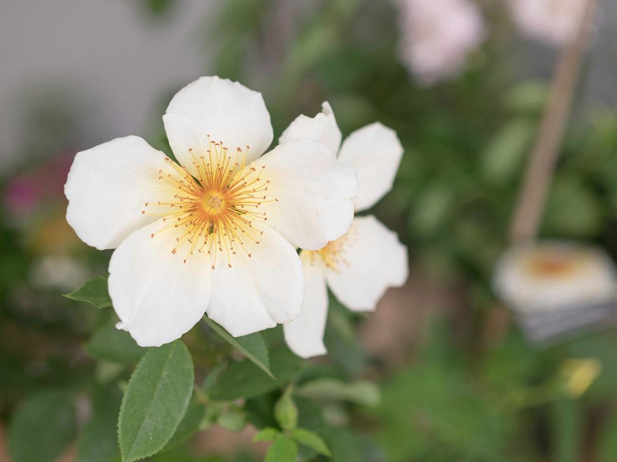 How To Plant Roses - Bunnings New Zealand
