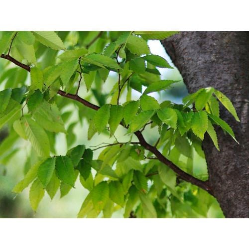 45L Japanese Elm Mushashino - Zelkova serrata Mushashino - Bunnings ...