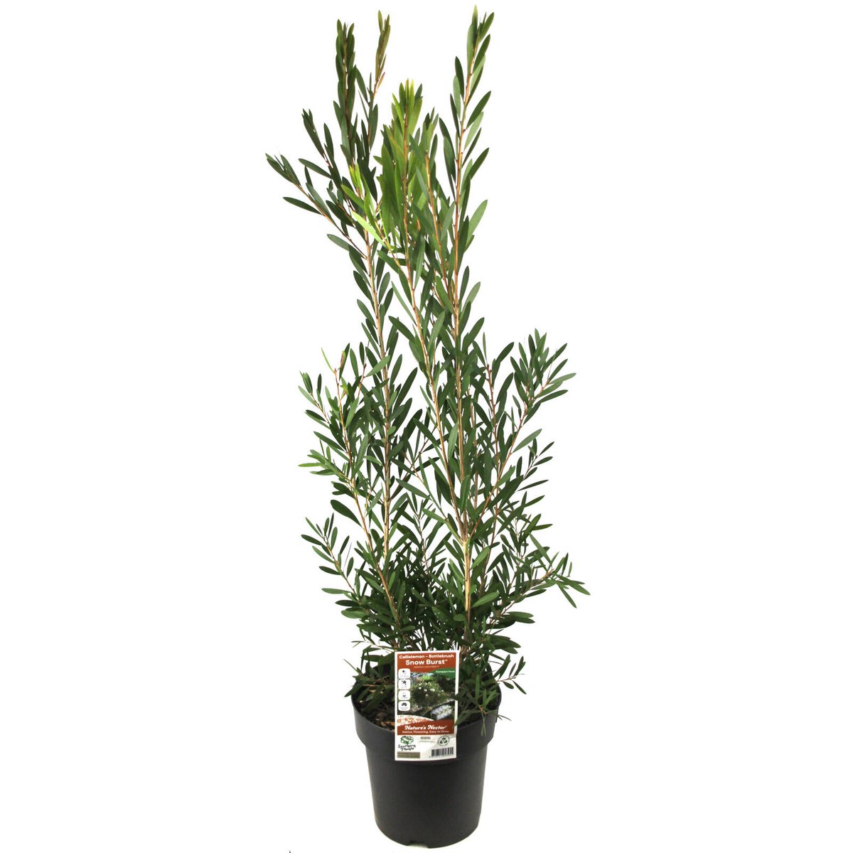 200mm Snow Burst™ Bottlebrush - Callistemon x hybrid - Bunnings Australia