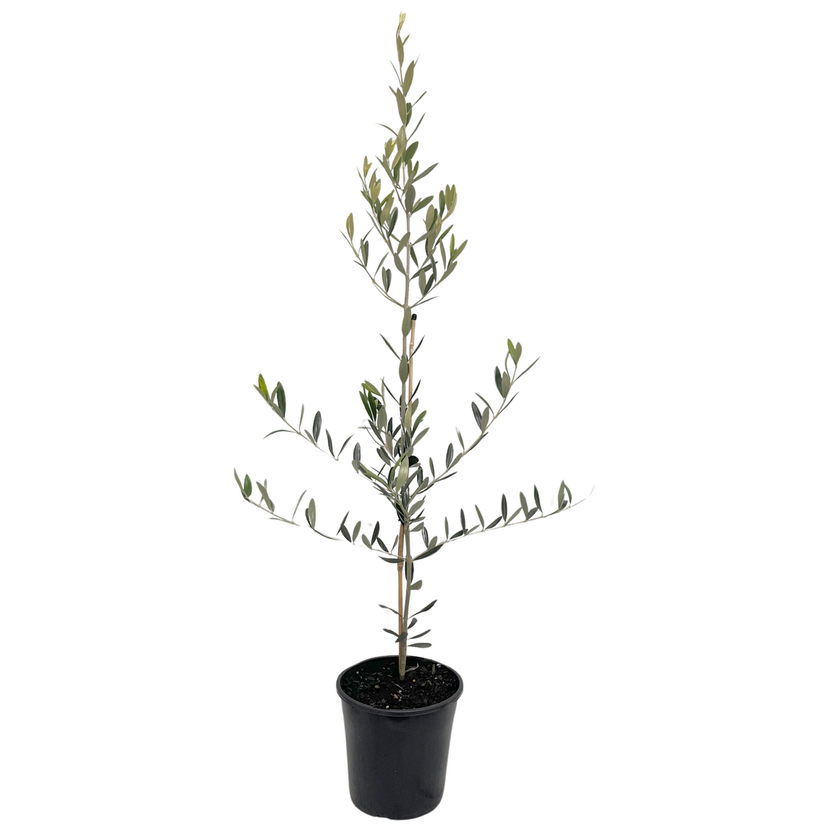 200mm Athena's Choice Olive Tree - Olea europaea - Bunnings Australia