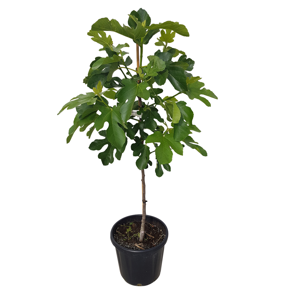 30L Fig Tree - Ficus carica - Bunnings New Zealand