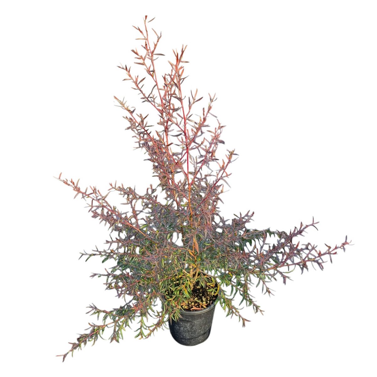 4L Tea Tree - Leptospermum Copper Sheen - Bunnings New Zealand