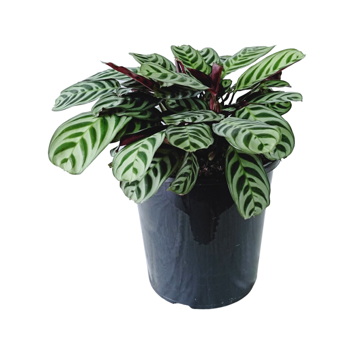 200mm Prayer Plant - Ctenanthe burle marxii - Bunnings Australia