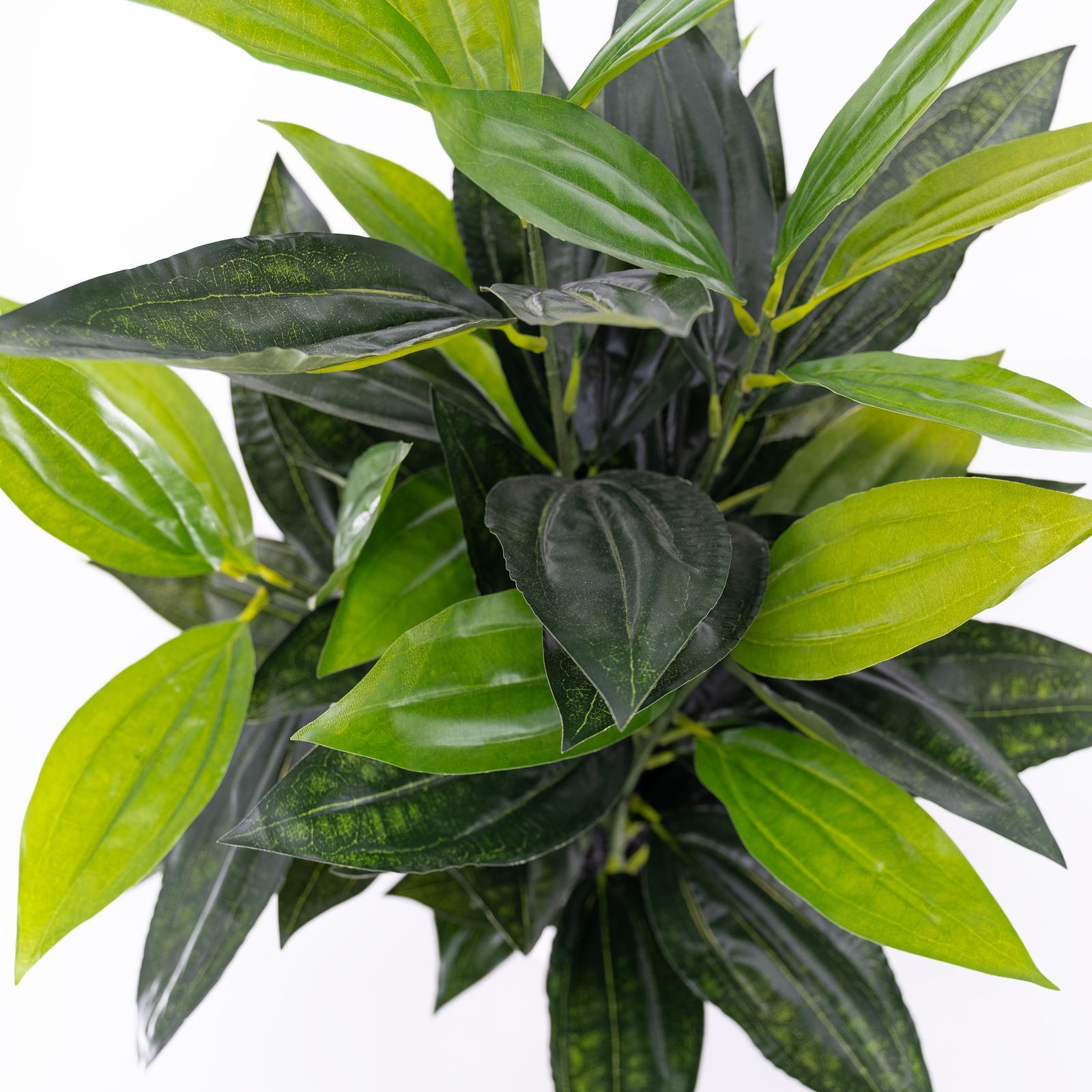 Peace lily bunnings store