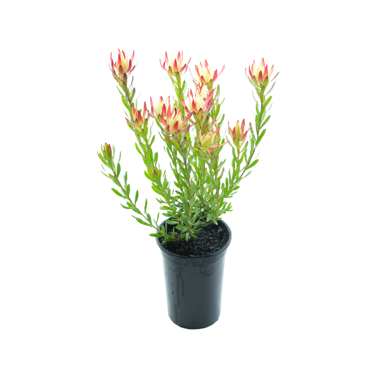 180mm Amy - Leucadendron salignum Laureolum - Bunnings Australia