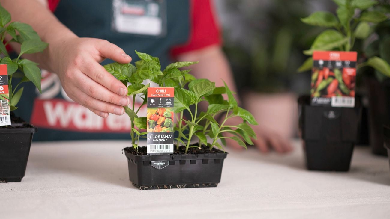 How To Maintain Healthy Chillies - Bunnings Australia
