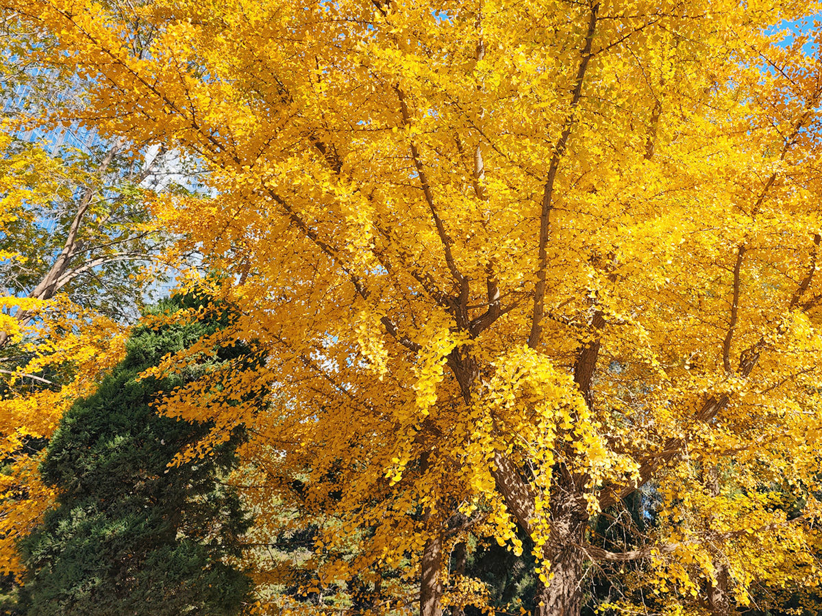 Four Deciduous Trees And Shrubs To Grow - Bunnings Australia