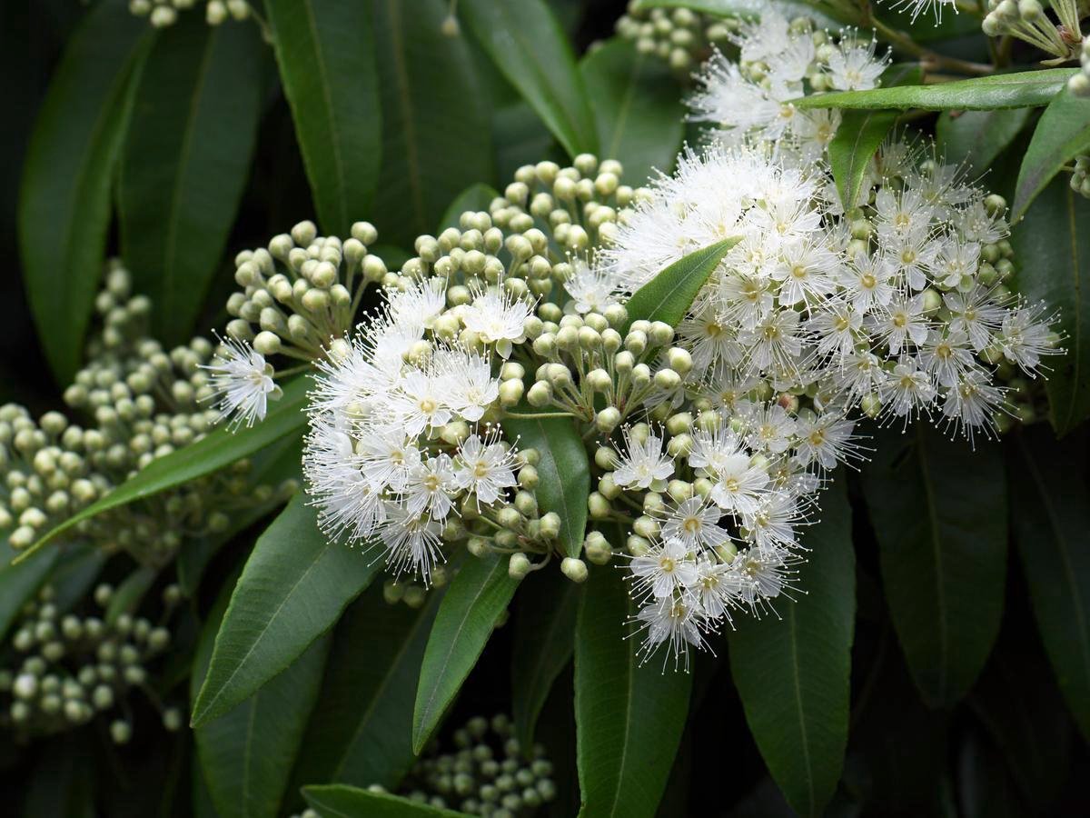 How To Grow Lemon Myrtle - Bunnings Australia