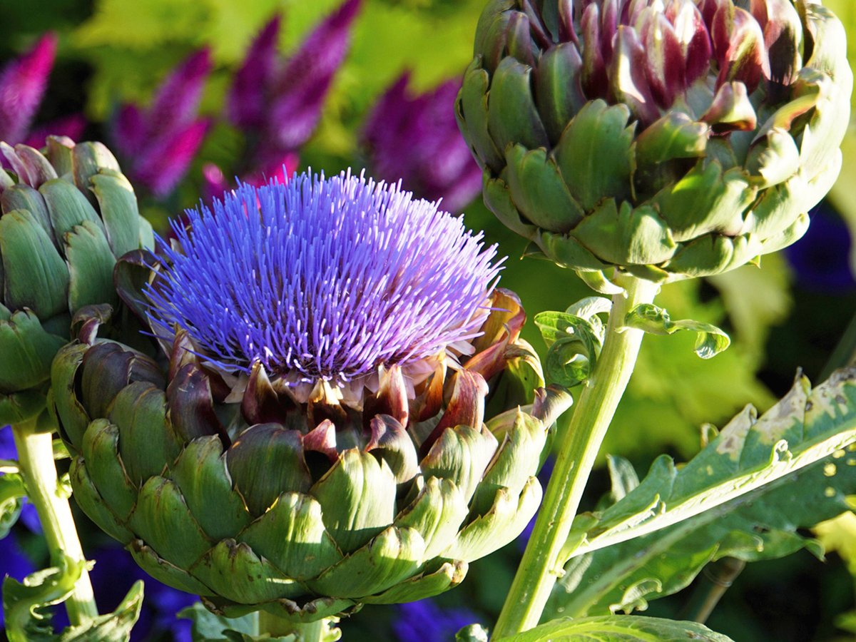 How To Plant And Grow Globe Artichoke - Bunnings New Zealand