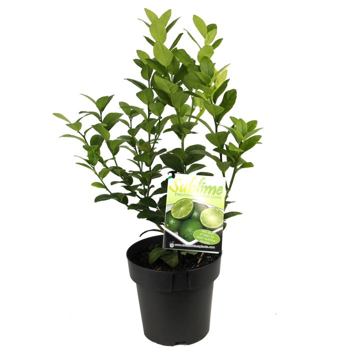 180mm Sublime Lime - Citrus aurantifolia Sublime - Bunnings Australia