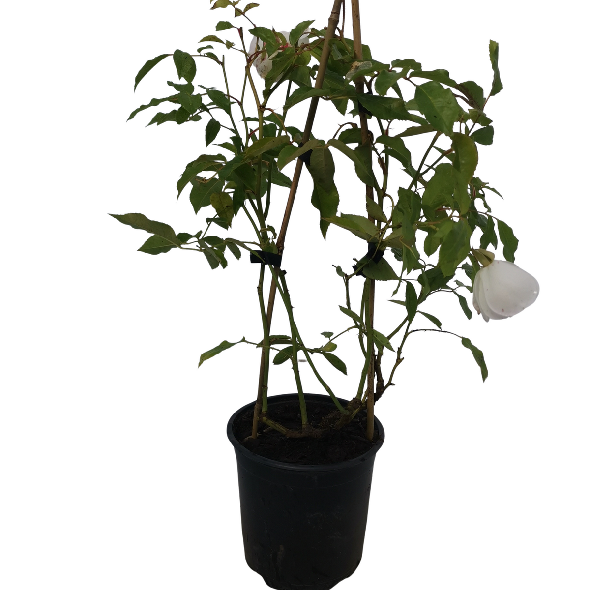 2.5L Rose Climbing Iceberg - Rosa - Bunnings New Zealand