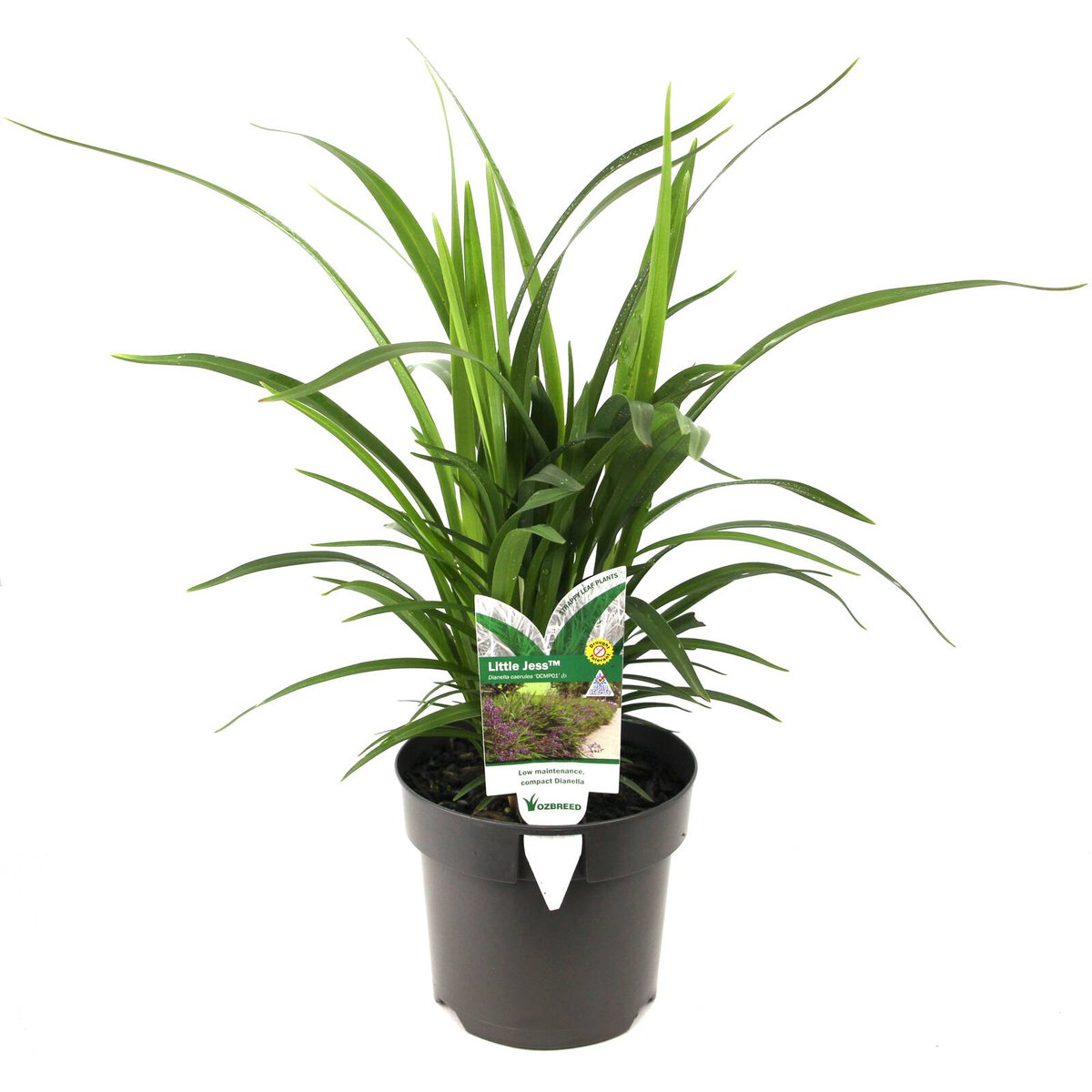 140mm - Dianella Little Jess™ - Dianella caerulea DCMP01 - Bunnings ...