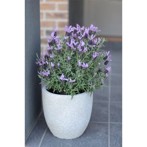 140mm Lavender Blueberry Ruffles - Lavandula hybrid - Bunnings Australia