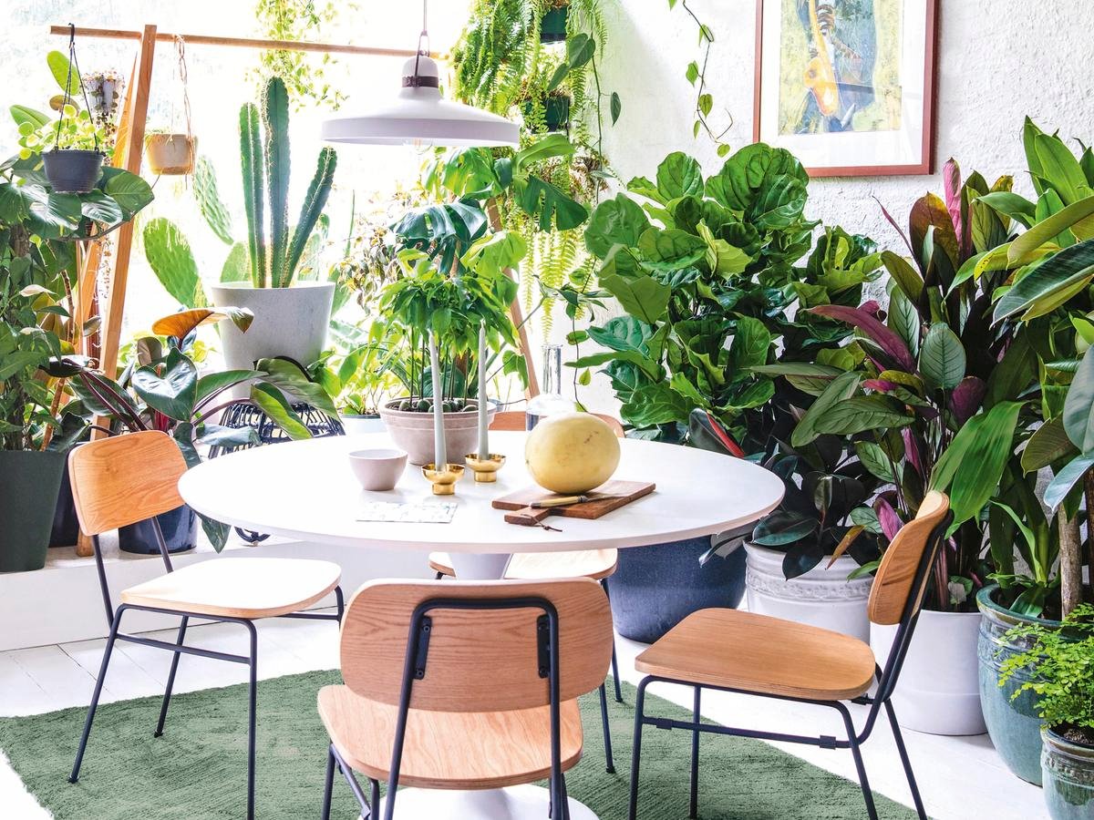 Bring Your Indoors To Life With Plants - Bunnings Australia