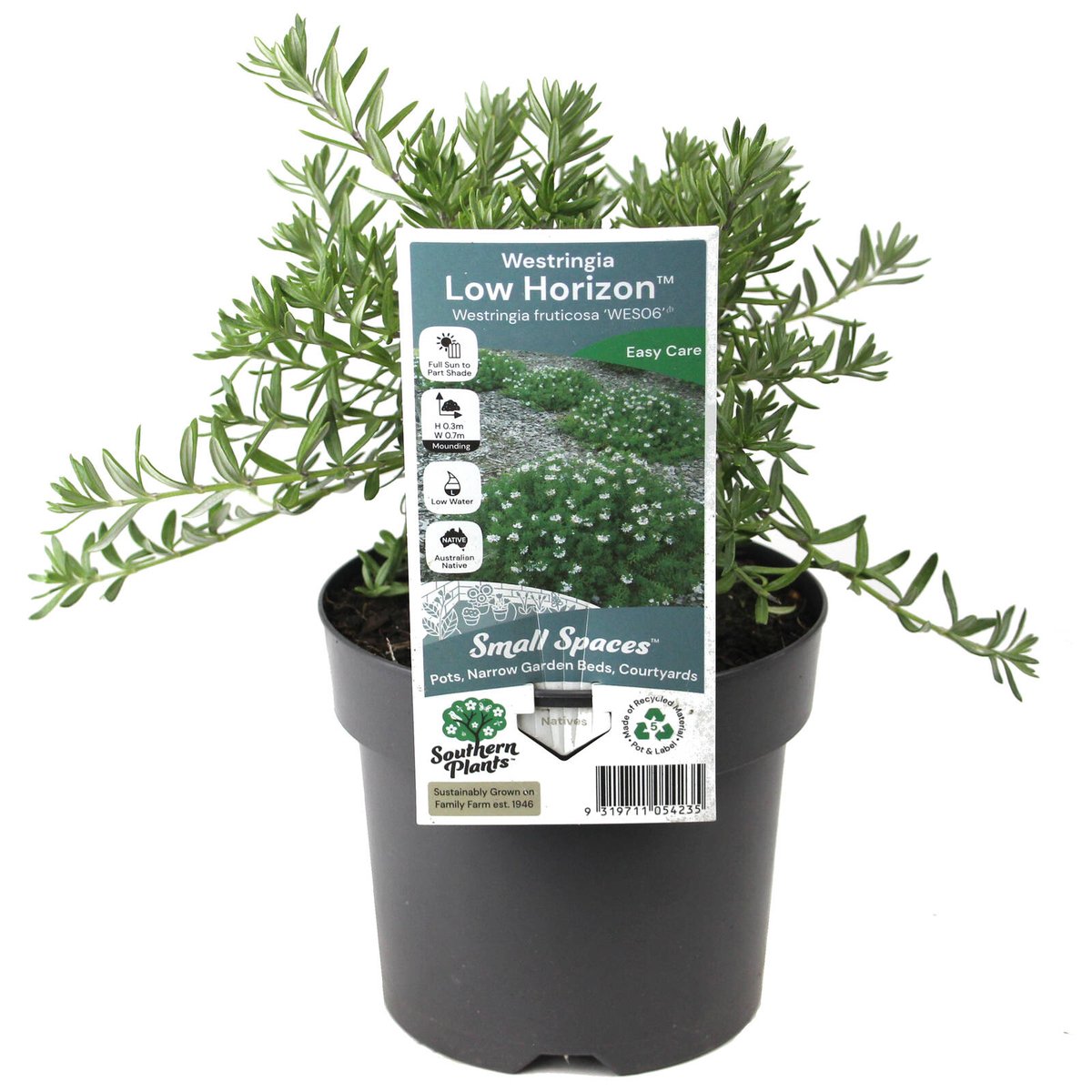 140mm Westringia Low Horizion - Westringia fruticosa Low Horizion ...
