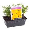 Marigold African Orange Punnet - Tagetes erecta - Bunnings Australia