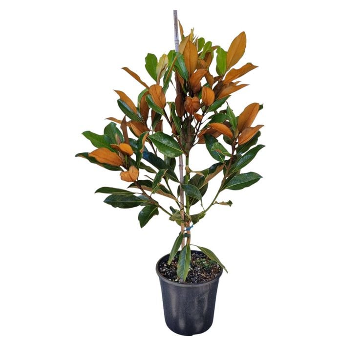 4L Laurel Magnolia - Magnolia grandiflora Little Gem - Bunnings New Zealand