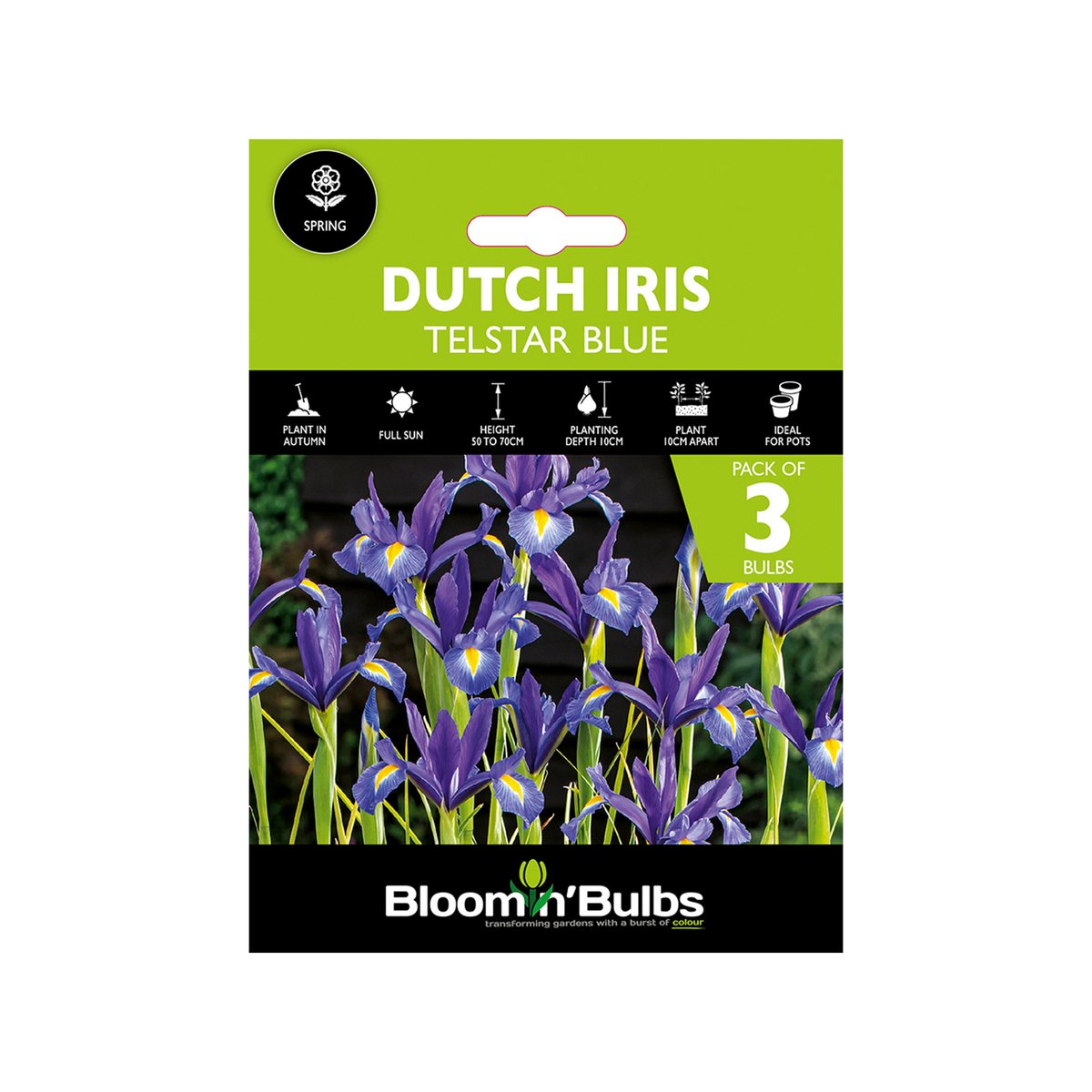 Bloomin' Bulbs Dutch Iris Telstar Blue - Iris hollandica - 3 Pack ...